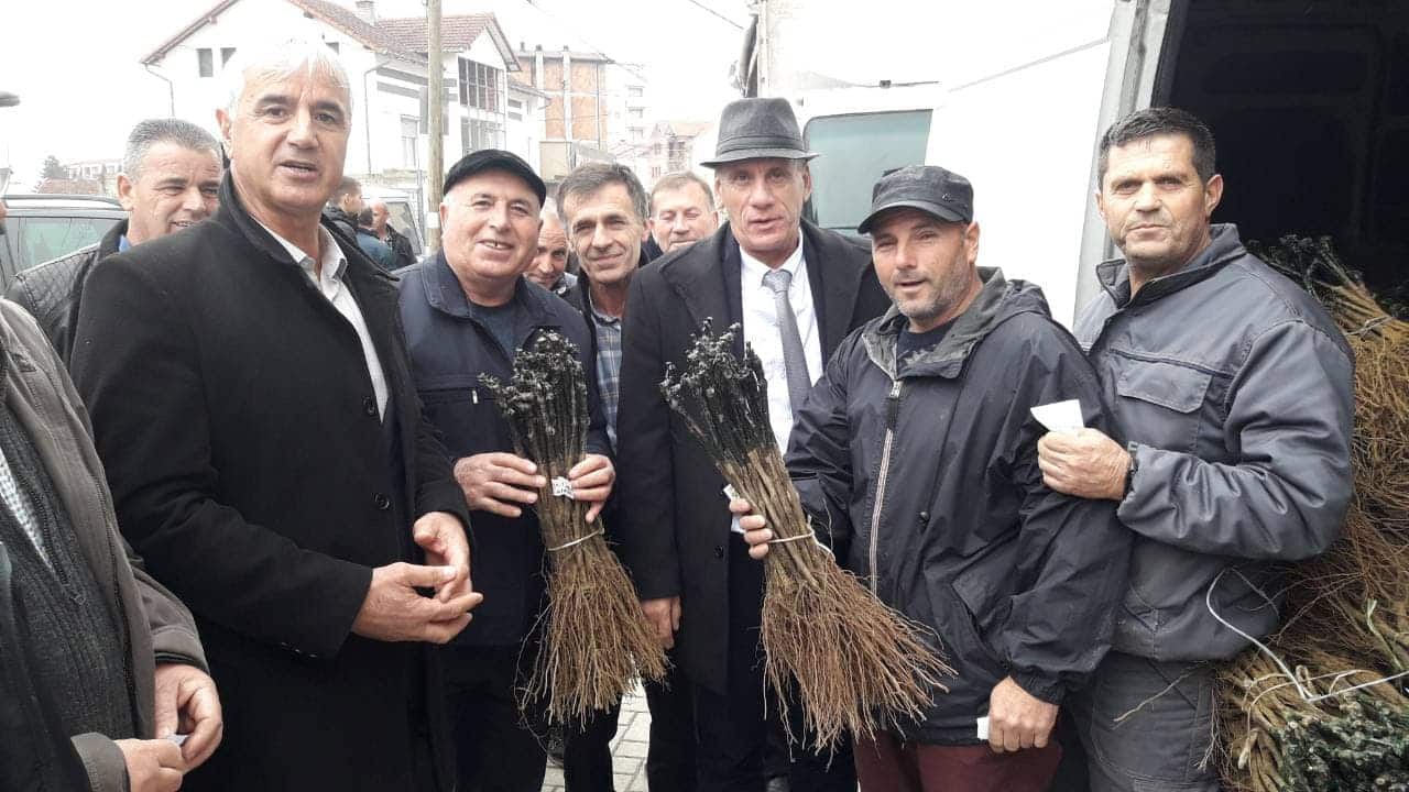 Janë ndarë 29,259 fidane për fermerët nga Komuna e Suharekës - Komuna e ...
